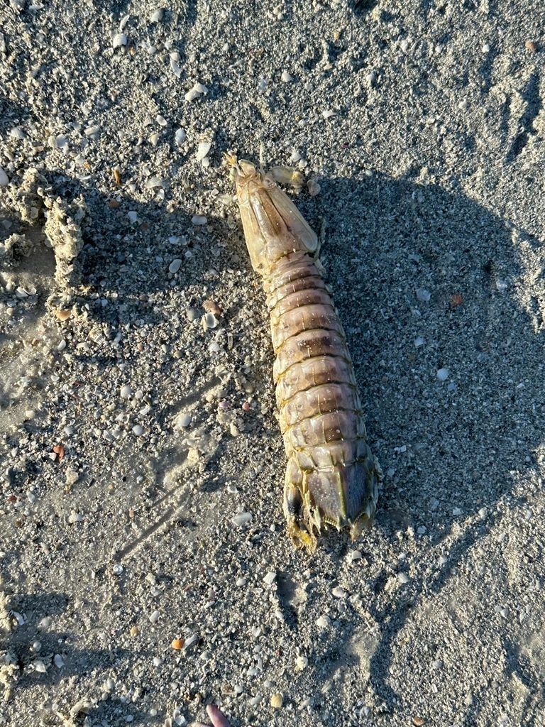 West Atlantic Mantis Shrimp from Gulf Blvd + 158th Ave, Redington Beach ...