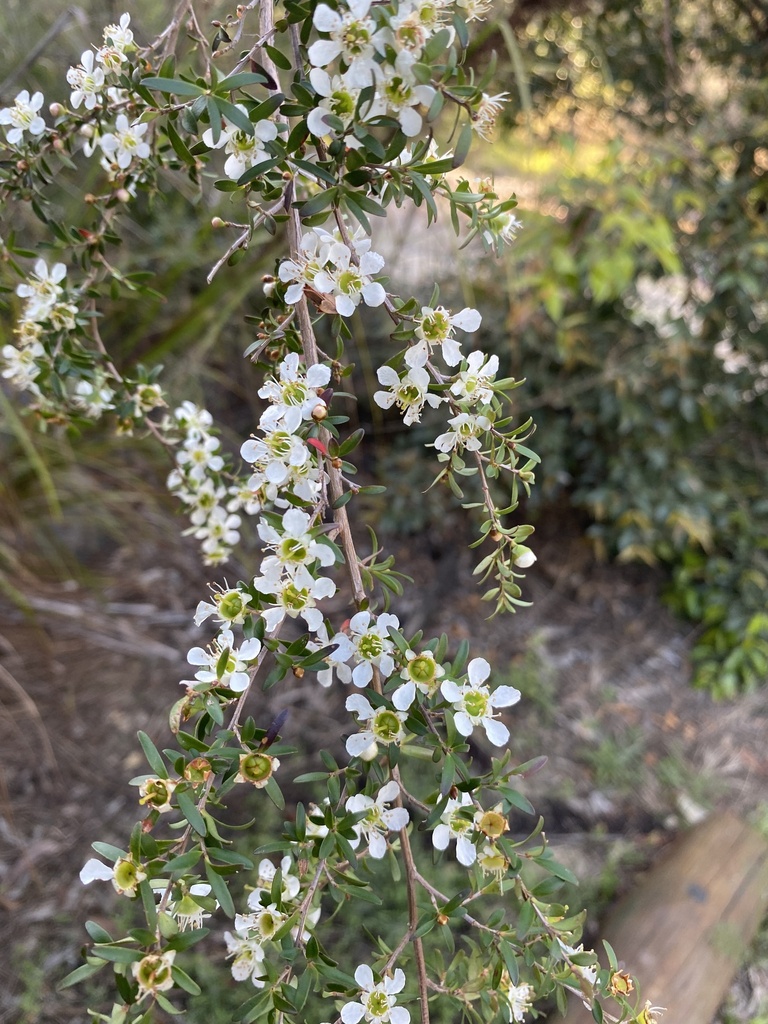 Tantoon from Glass House Mountains, QLD, AU on September 17, 2023 at 07 ...