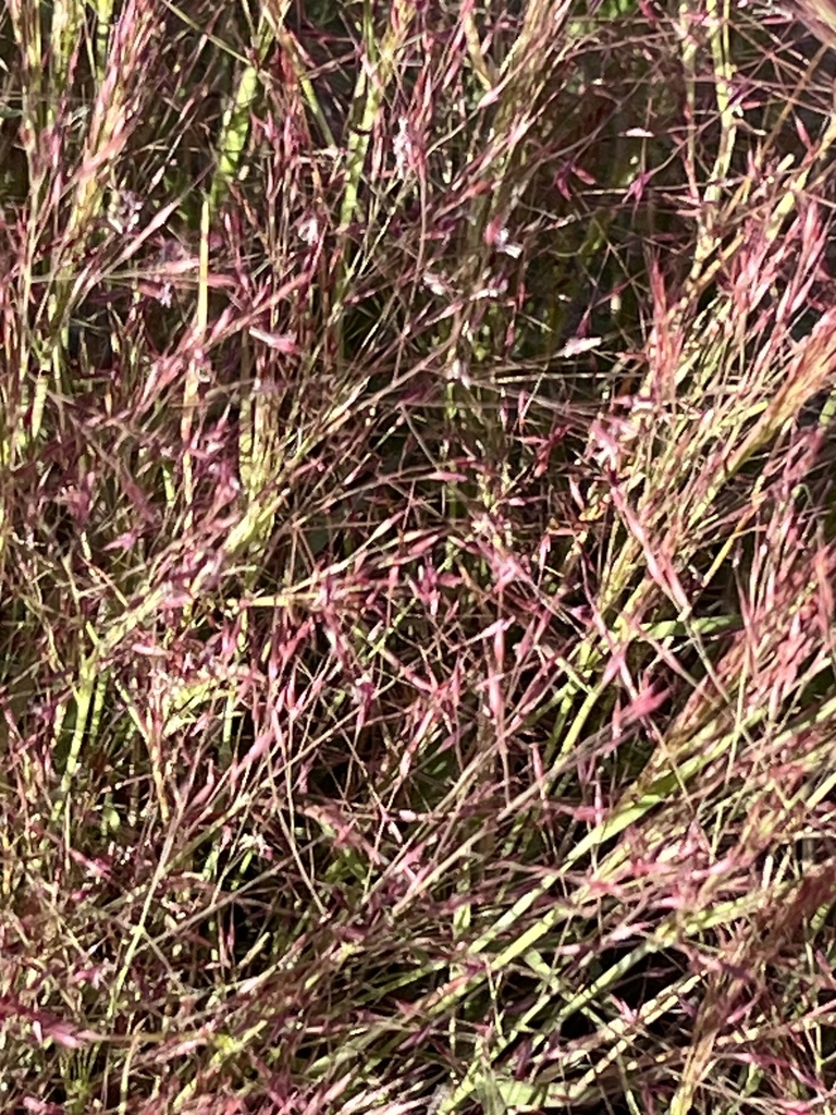 Bush Muhly from Joshua Tree National Park, Desert Hot Springs, CA, US ...