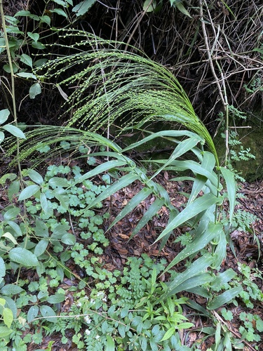 carricillo (Lasiacis procerrima) · NaturaLista Colombia