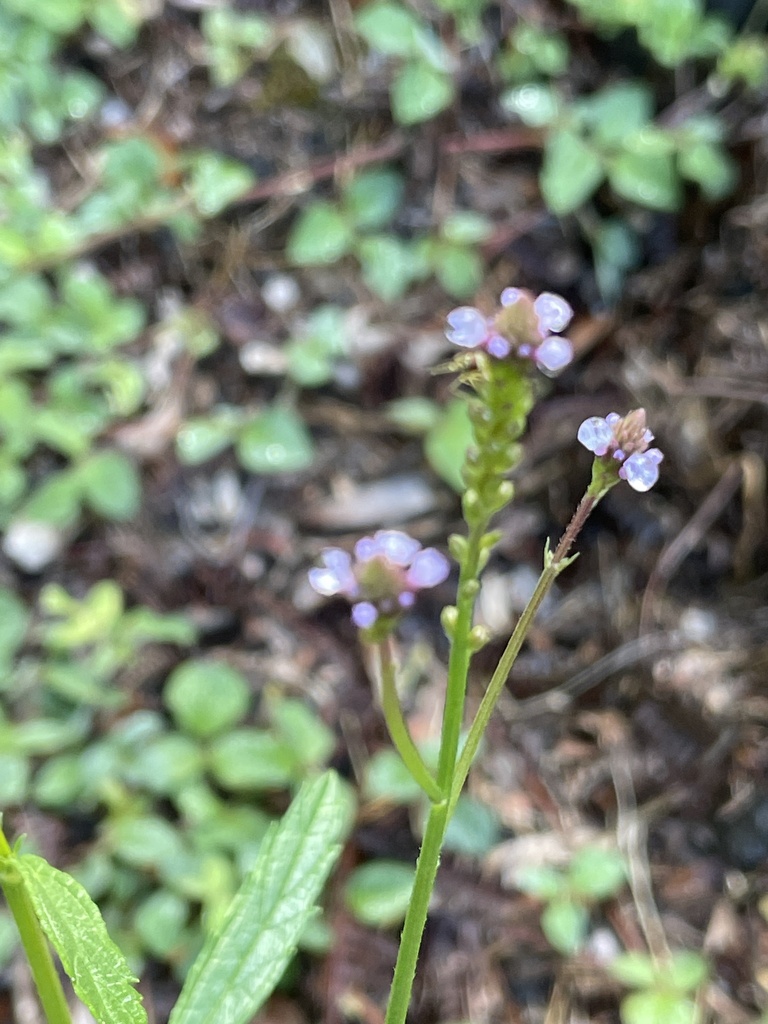 Seashore vervain from Kīlauea, Kaʻū, HI, US on September 16, 2023 at 09 ...