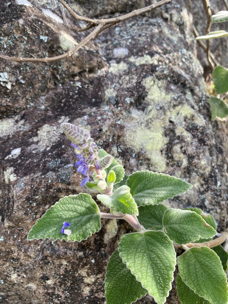 little spurflower from Glass House Mountains National Park, Glass House ...