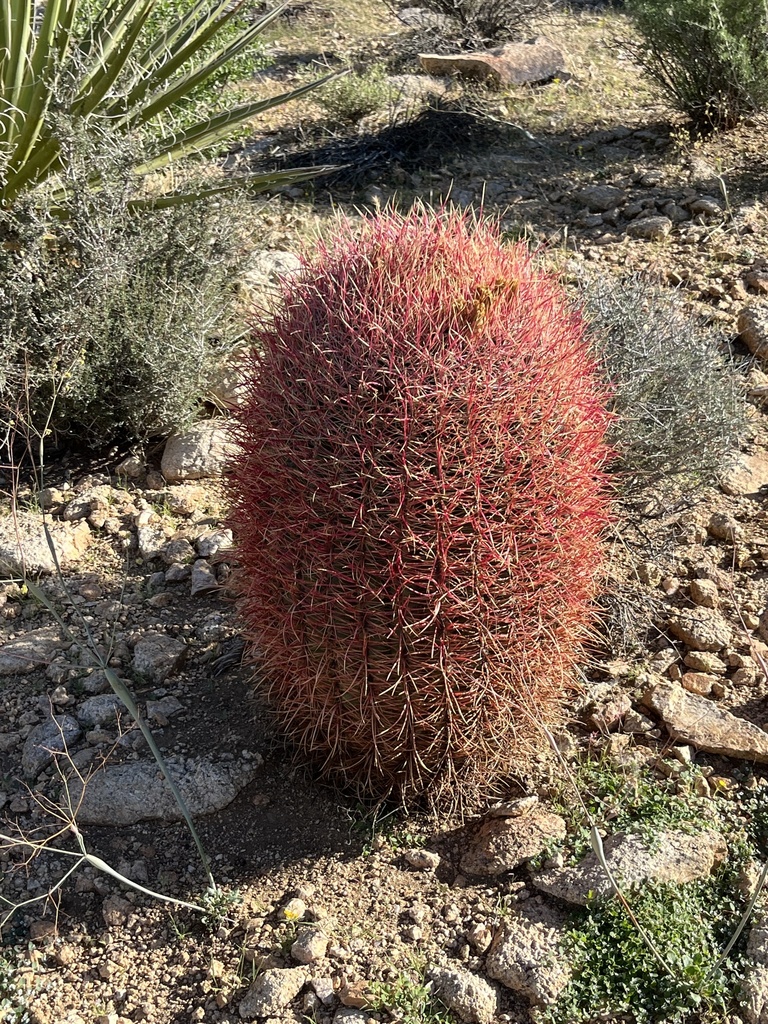 California Barrel Cactus from Joshua Tree National Park, Desert Hot ...