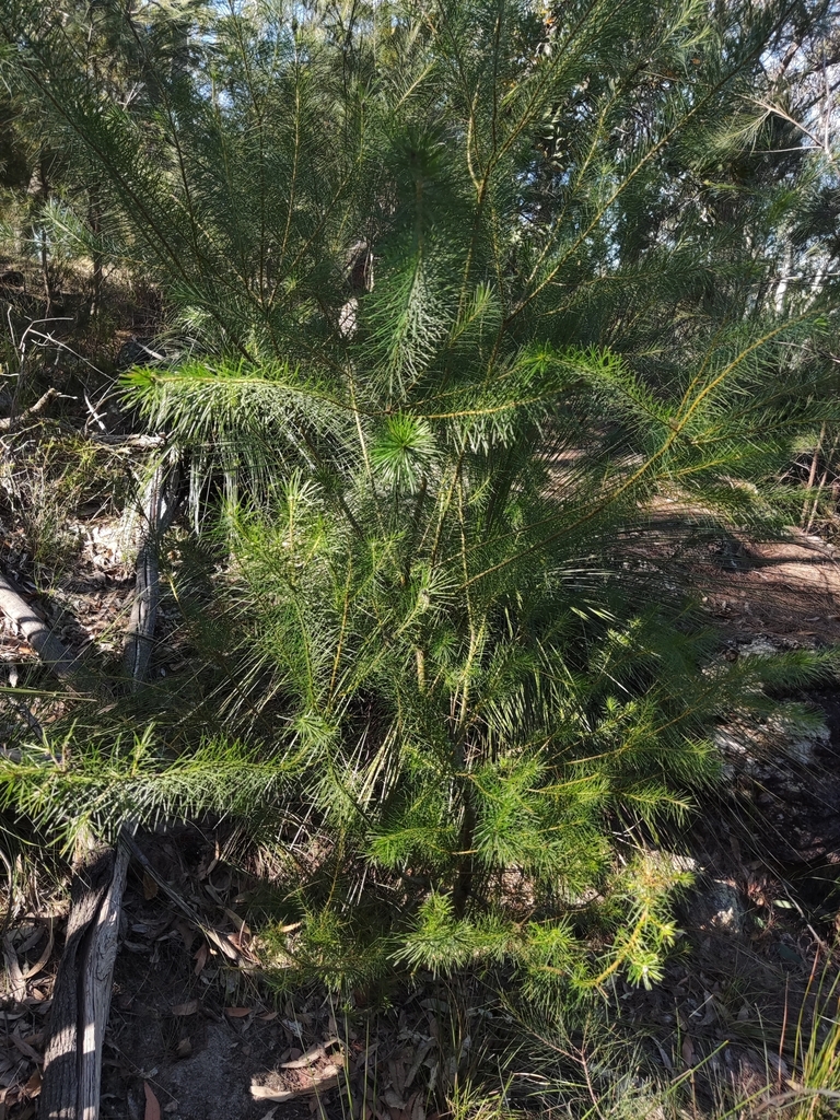 Pine-leaf Geebung from Cowan NSW 2081, Australia on September 17, 2023 ...