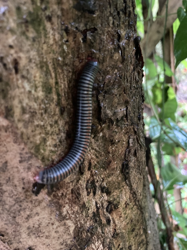 Round-backed Millipedes from Soi Muban World Club Land 24, Hang Dong ...