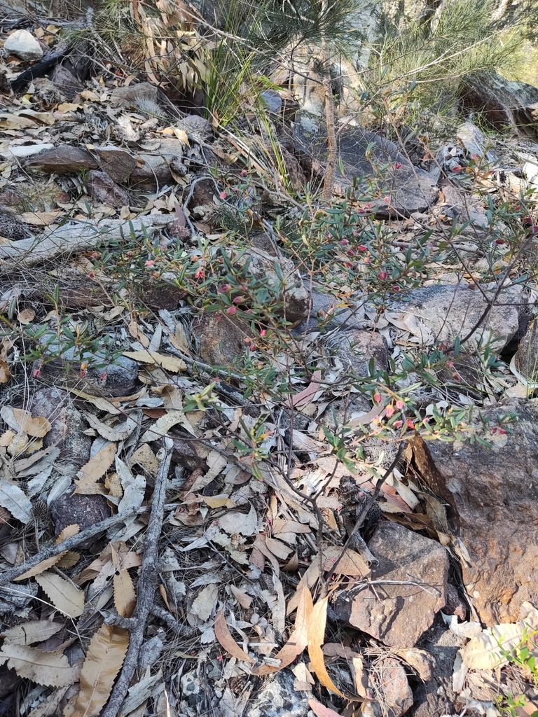 Sydney Boronia from Cowan NSW 2081, Australia on September 17, 2023 at ...