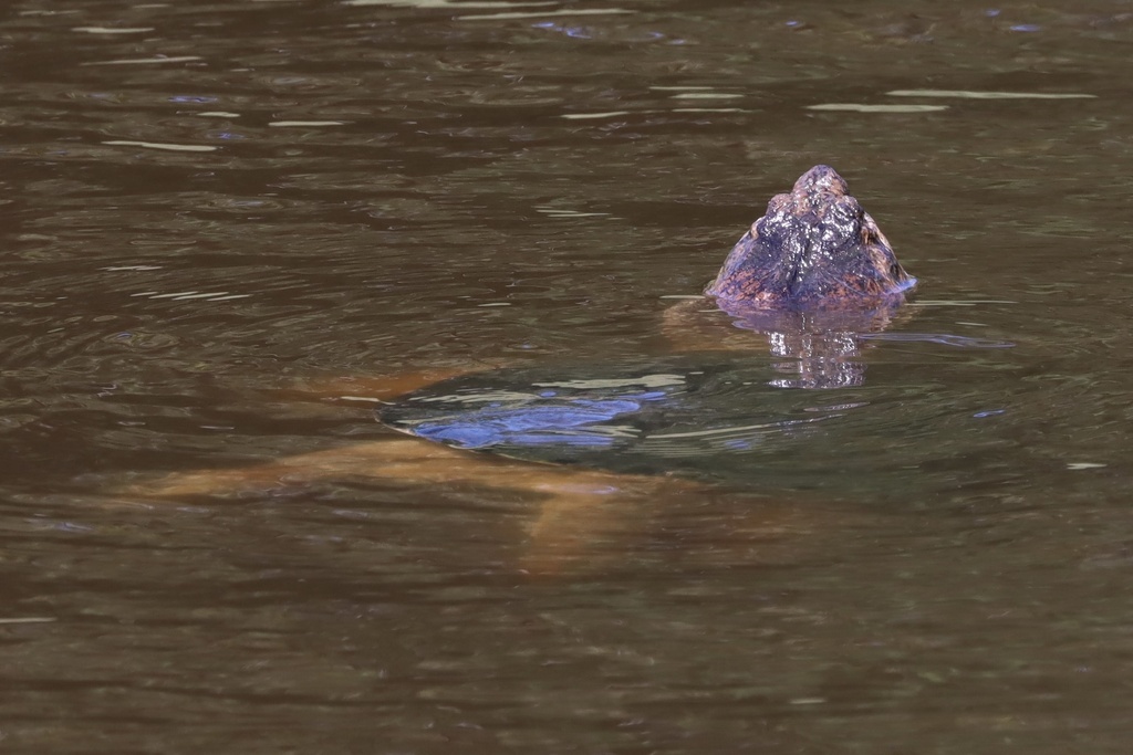 Common Snapping Turtle from The Woods Rd, Kitty Hawk, NC, US on ...