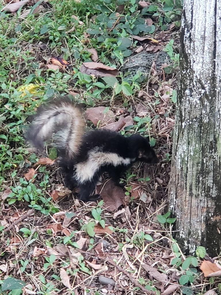 Hooded Skunk from 227H+G2V, San FRANCISCO DE YOJOA, Honduras on ...