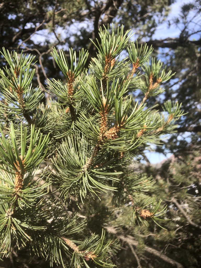 Mexican pinyon from Big Bend National Park, Brewster County, US-TX, US ...