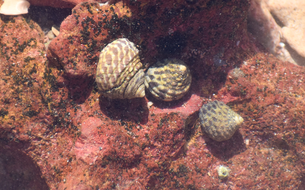 Zebra Top Snail from Brisbane QLD, Australia on September 17, 2023 at ...