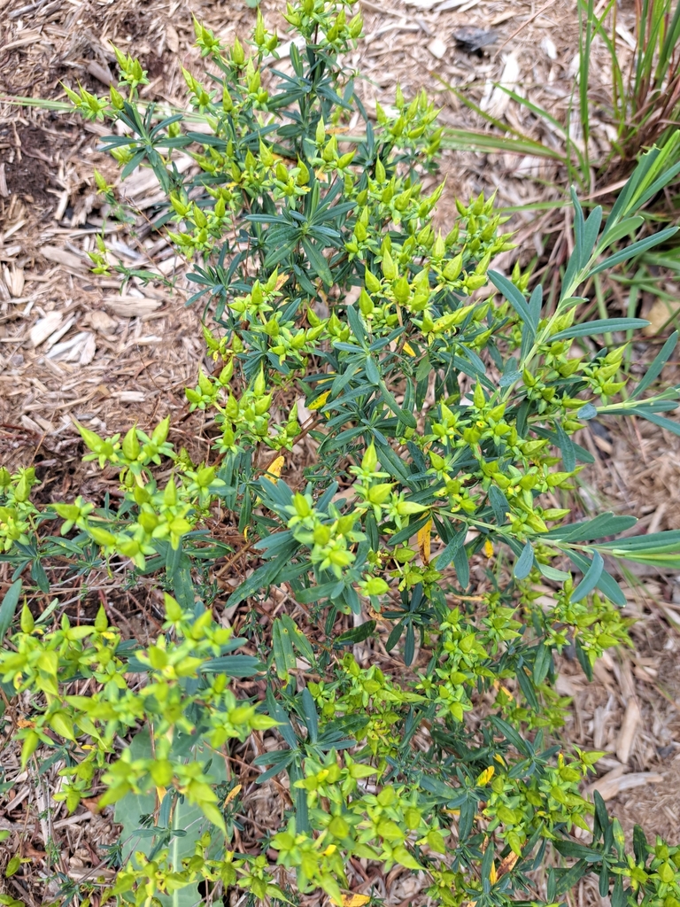 Kalm's St. John's-wort from 485 Southgate southbound, Guelph, ON N1G ...