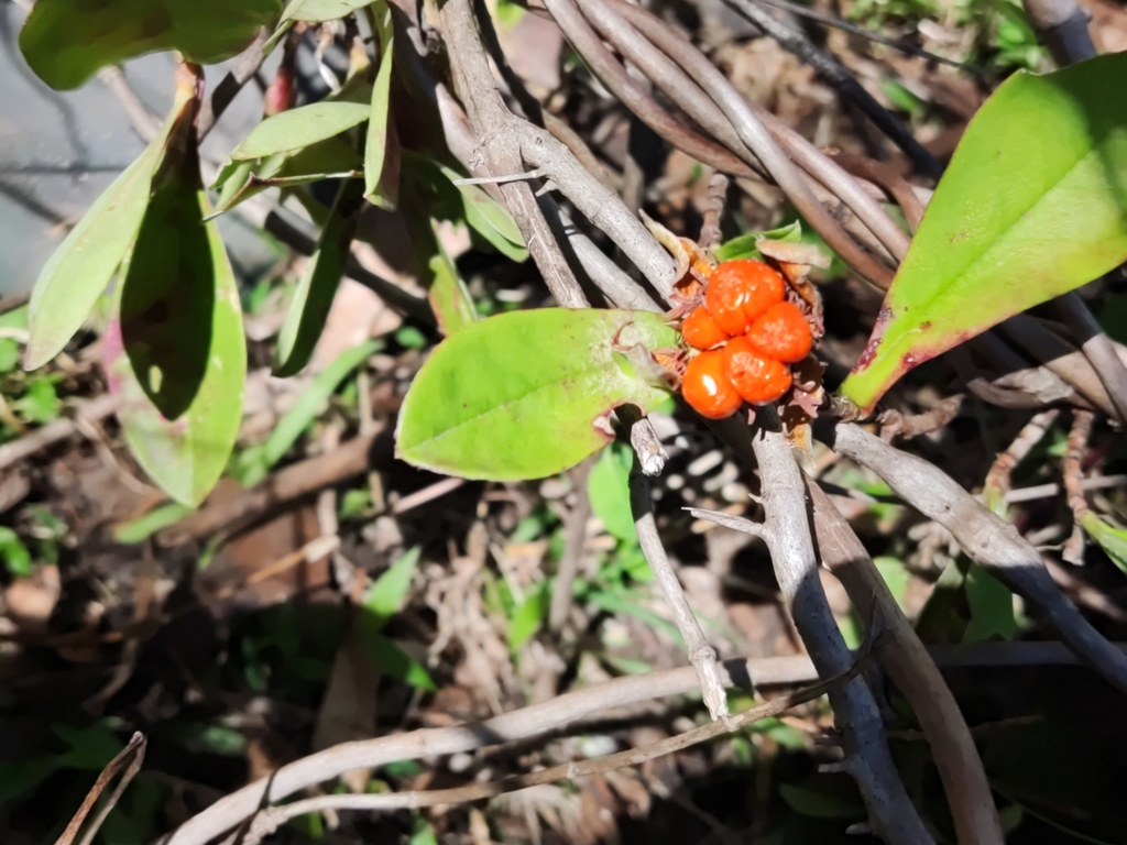 Climbing Guinea flower from Cowan NSW 2081, Australia on September 17 ...