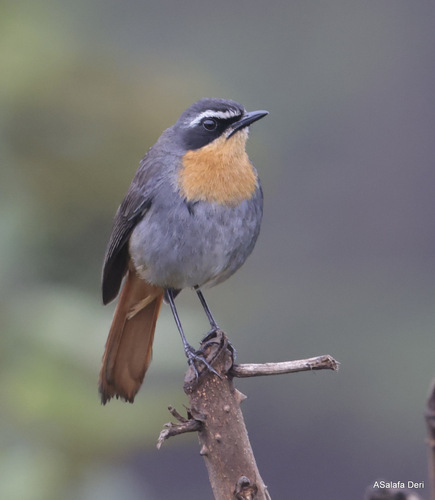 Subspecies Dessonornis caffer kivuensis · iNaturalist