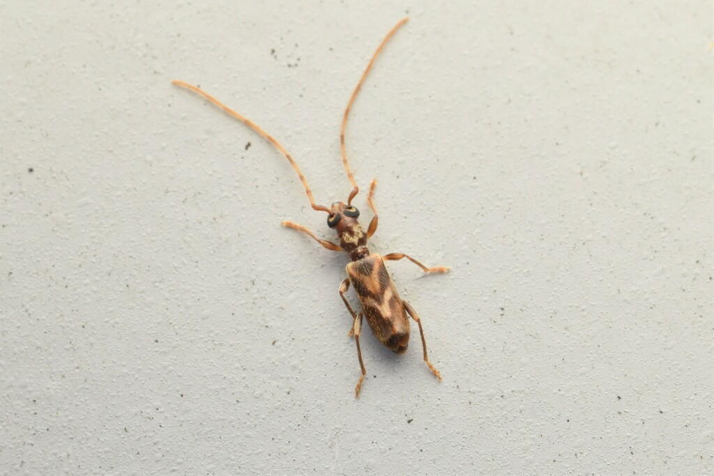 Stenhomalus taiwanus from Ildo 2(i)-dong, Jeju-si, Jeju-do, South Korea ...