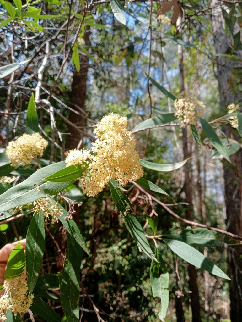 plants from Flaxton QLD 4560, Australia on September 17, 2023 at 12:00 ...