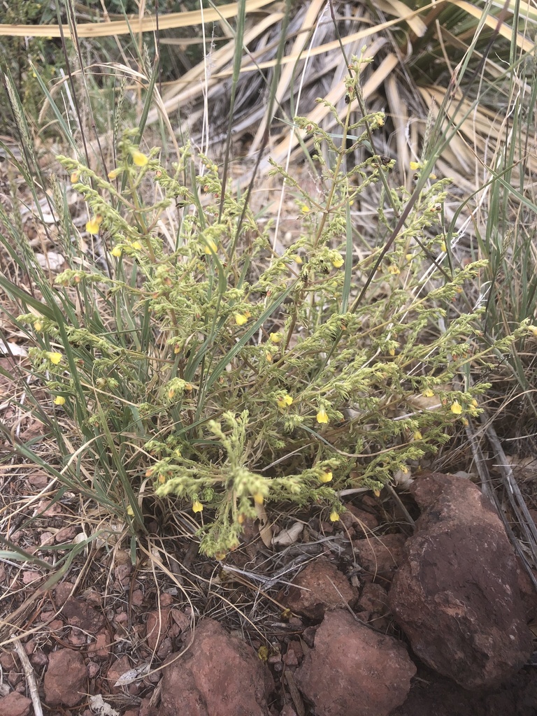 plants from Big Bend National Park, Brewster County, US-TX, US on ...