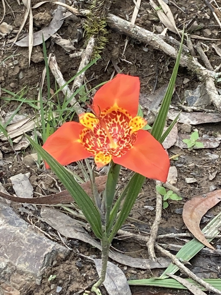 Tiger flower from San José, Macheta, Cundinamarca, CO on August 20 ...