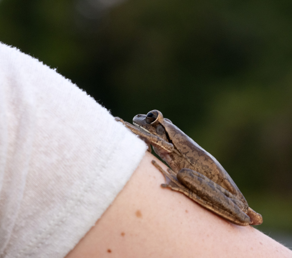 Chaco Tree Frog from Rio Claro, State of São Paulo, Brazil on August 24 ...