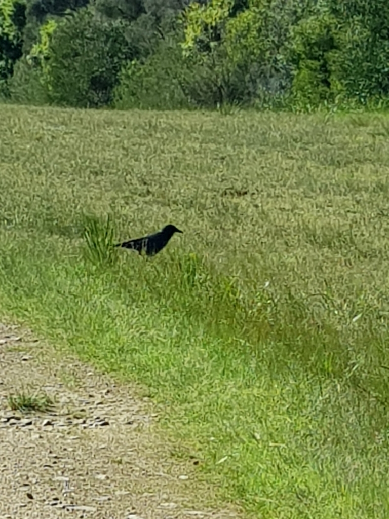 Crows and Ravens from Langwarrin VIC 3910, Australia on September 17 ...
