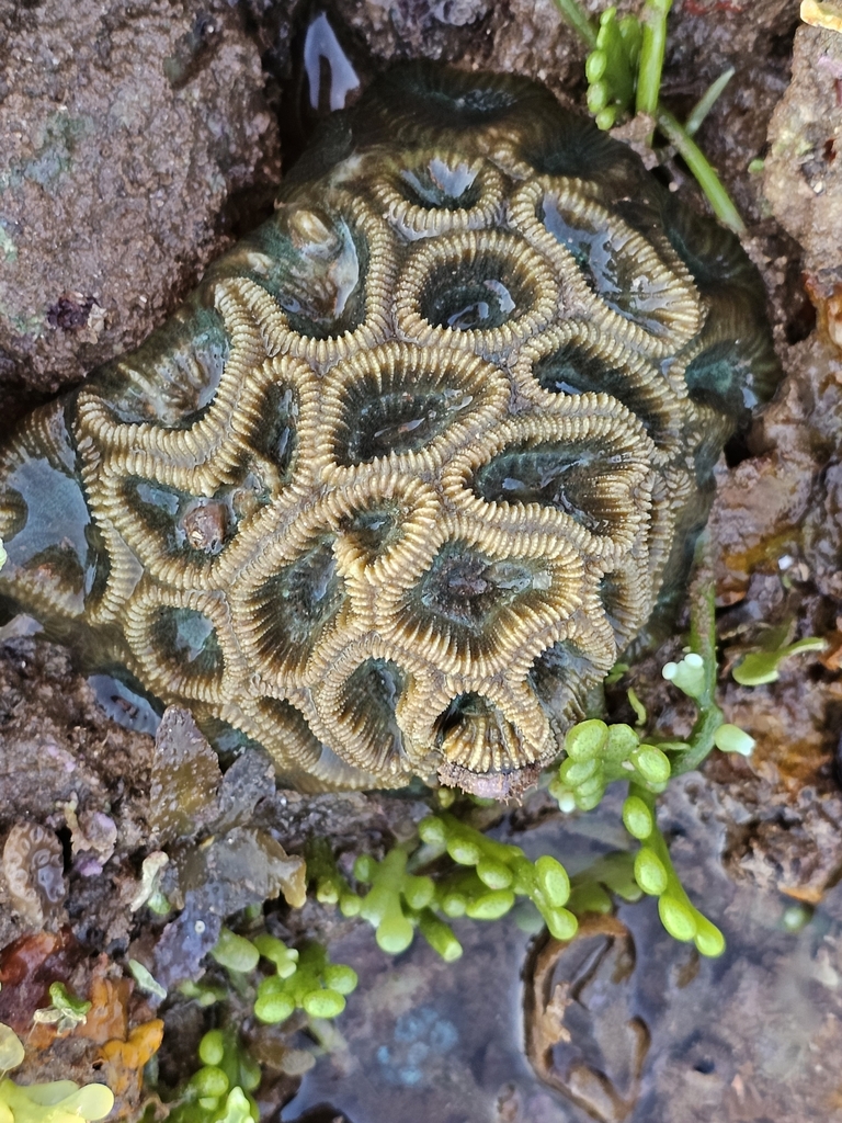 Dipsastraea from Port Hedland, WA, Australia on September 17, 2023 at ...