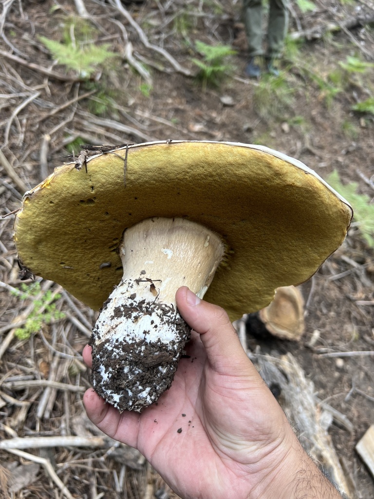 Barrow's Bolete from Coronado National Forest, Tucson, AZ, US on ...