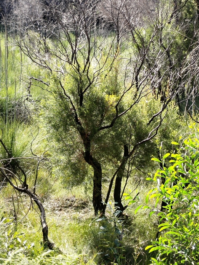 Paperbark Tea Tree from Mountain Creek QLD 4557, Australia on September ...