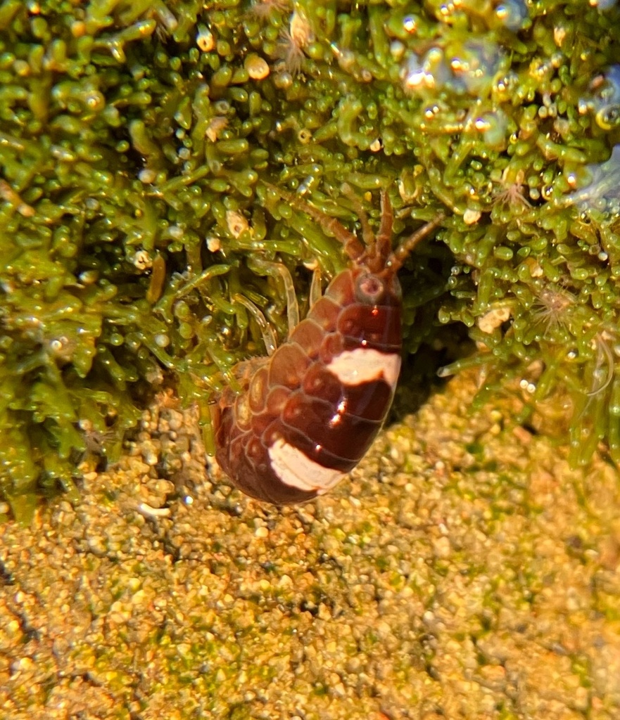 Hyalidae from North Pacific Ocean, Alberni-Clayoquot Regional District ...