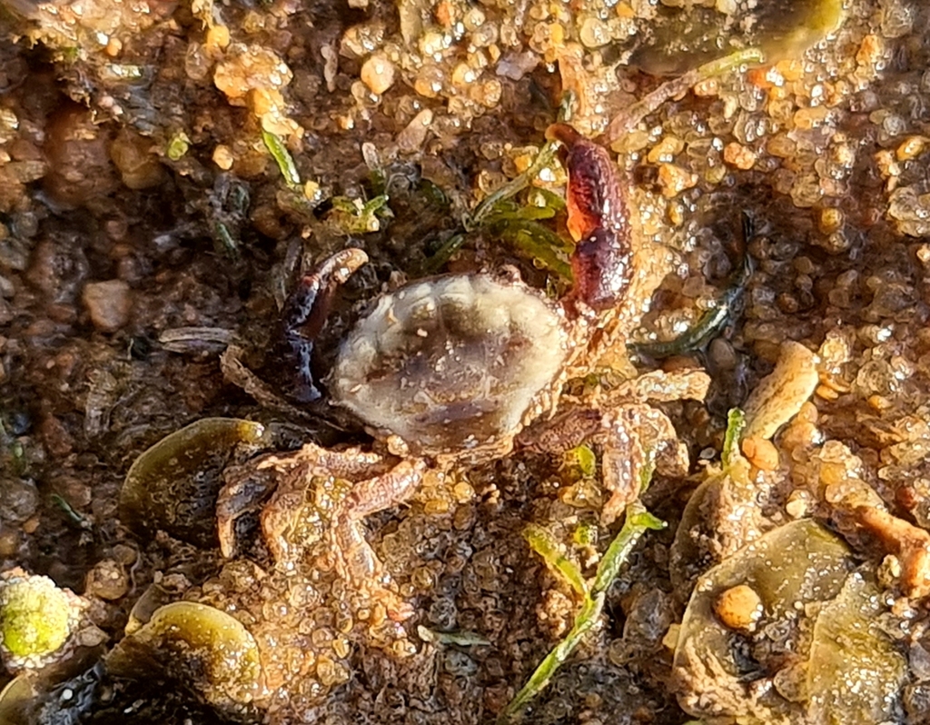 Round Crabs from Port Hedland, WA, Australia on September 17, 2023 at ...
