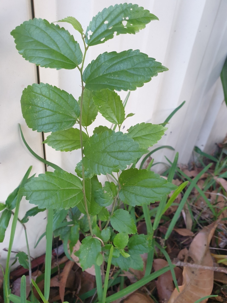 Chinese Hackberry in September 2023 by Brandon P. · iNaturalist