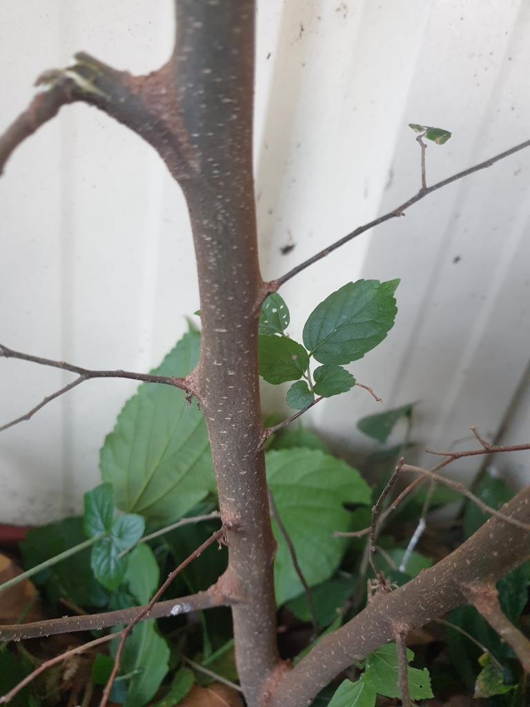Chinese Hackberry in September 2023 by Brandon P. · iNaturalist