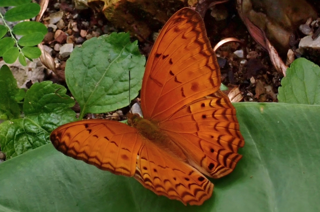 Common Yeoman from C58Q+M2, 31900 Jeram, Perak, Malaysia on September ...