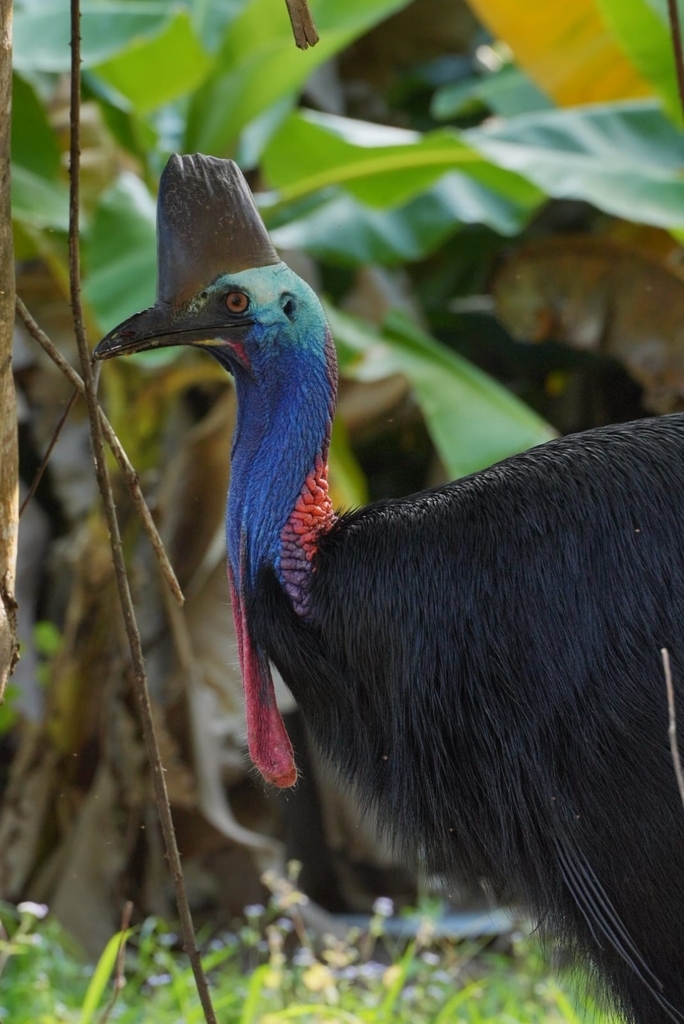 Southern Cassowary from Carmoo QLD 4852, Australië on September 17 ...