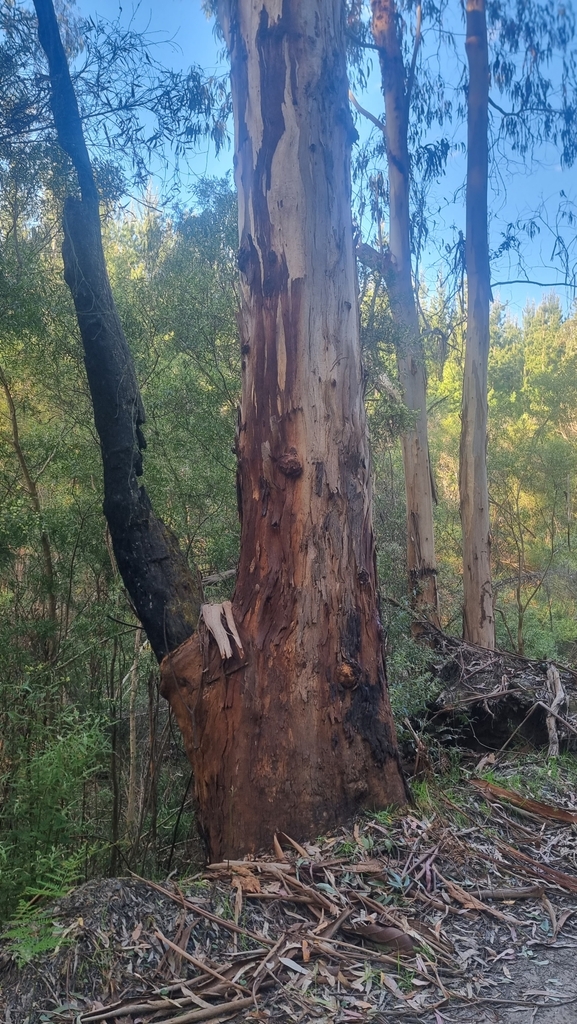 mountain grey gum from Churchill VIC 3842, Australia on September 17 ...
