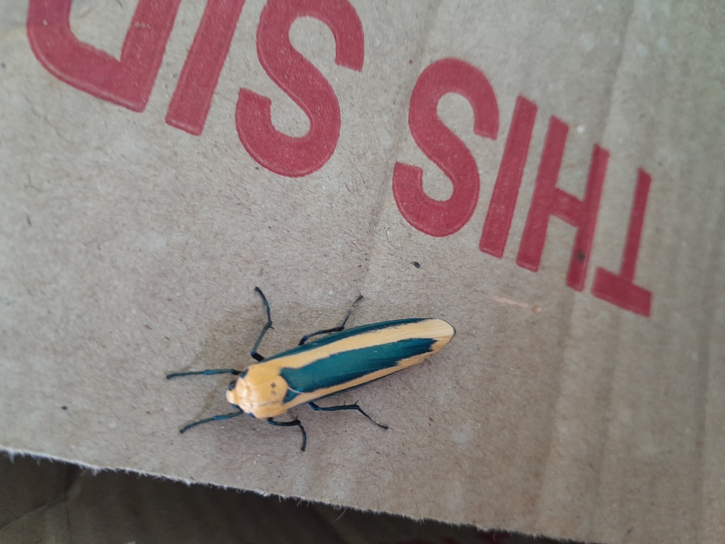 Winged and Once-winged Insects from West Sikkim, IN-SK, IN on September ...