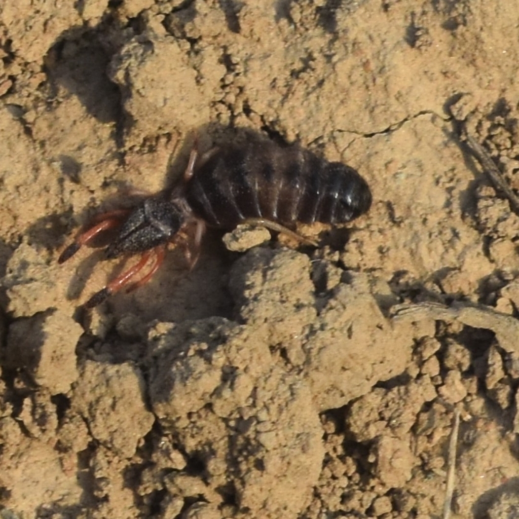Rhagodidae from Gul Shaheed graveyard janazga road, Mingora, Swat on ...