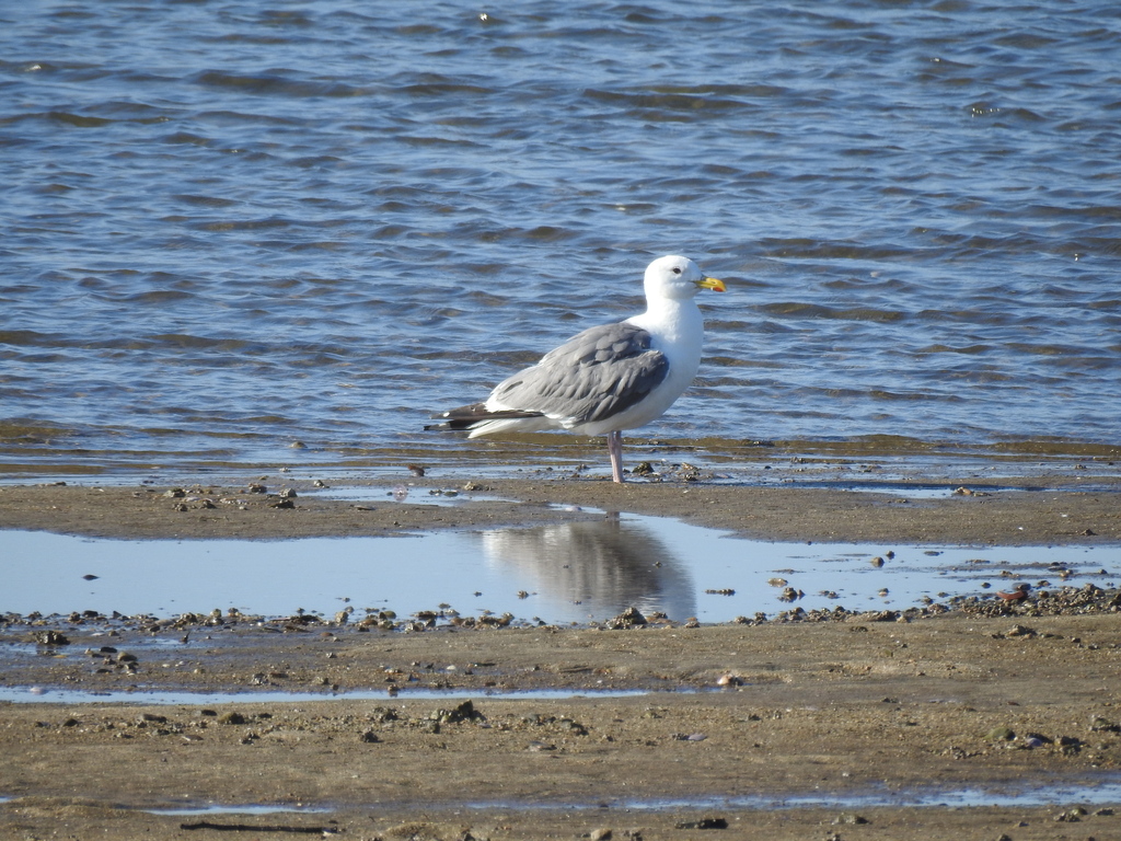 Large White-headed Gulls from Matsusaka, Mie, Japão on October 15, 2020 ...