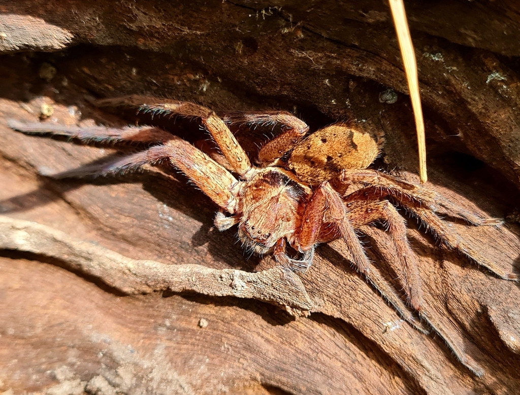 Jungle Huntsman Spider in September 2023 by LJ · iNaturalist