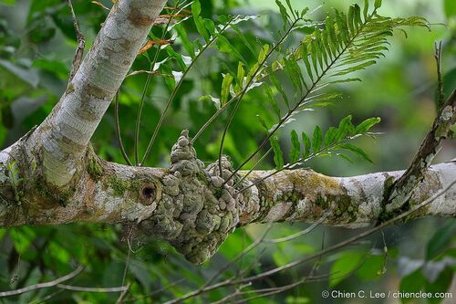 Lecanopteris lomarioides · iNaturalist