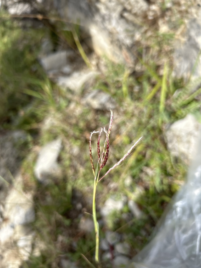 King Ranch bluestem from Fanlo, Huesca, ES on September 17, 2023 at 11: ...