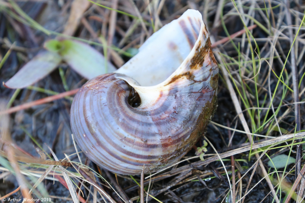 Common Apple Snails from Pine Glades Nature Area, FL, USA on December ...