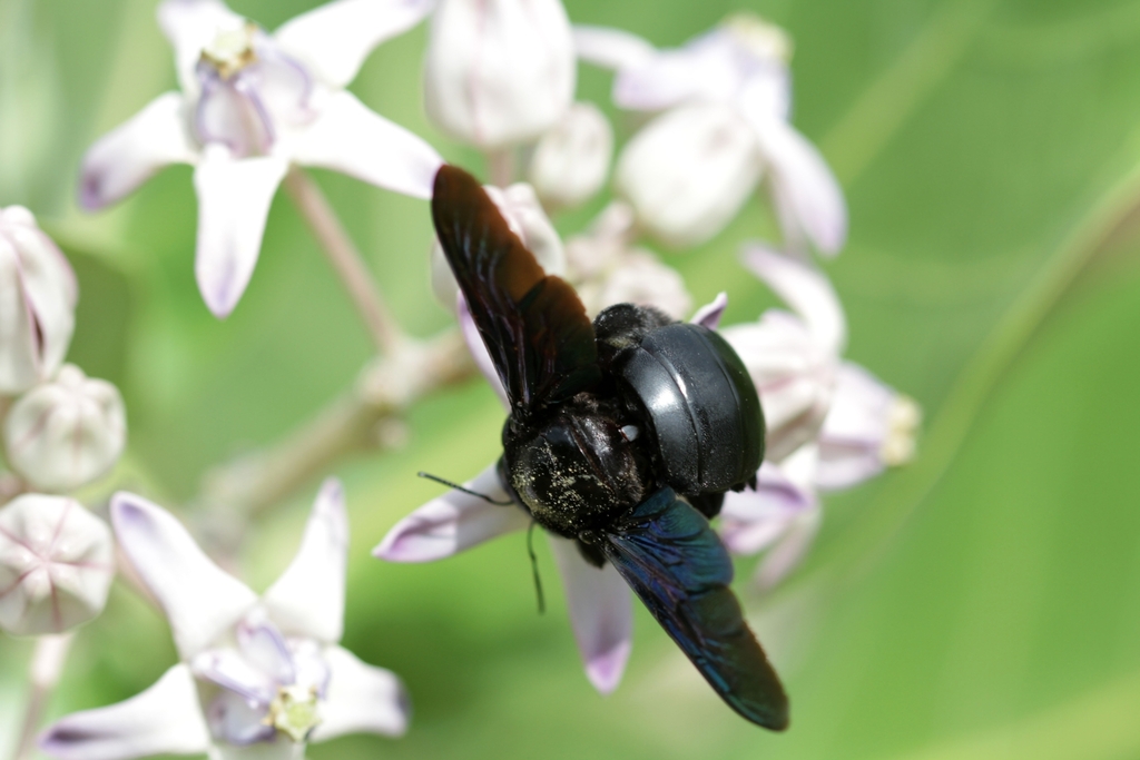 Slender-scaped Carpenter Bee from JXW7+3F2, Wadduwa, Sri Lanka on May 2 ...