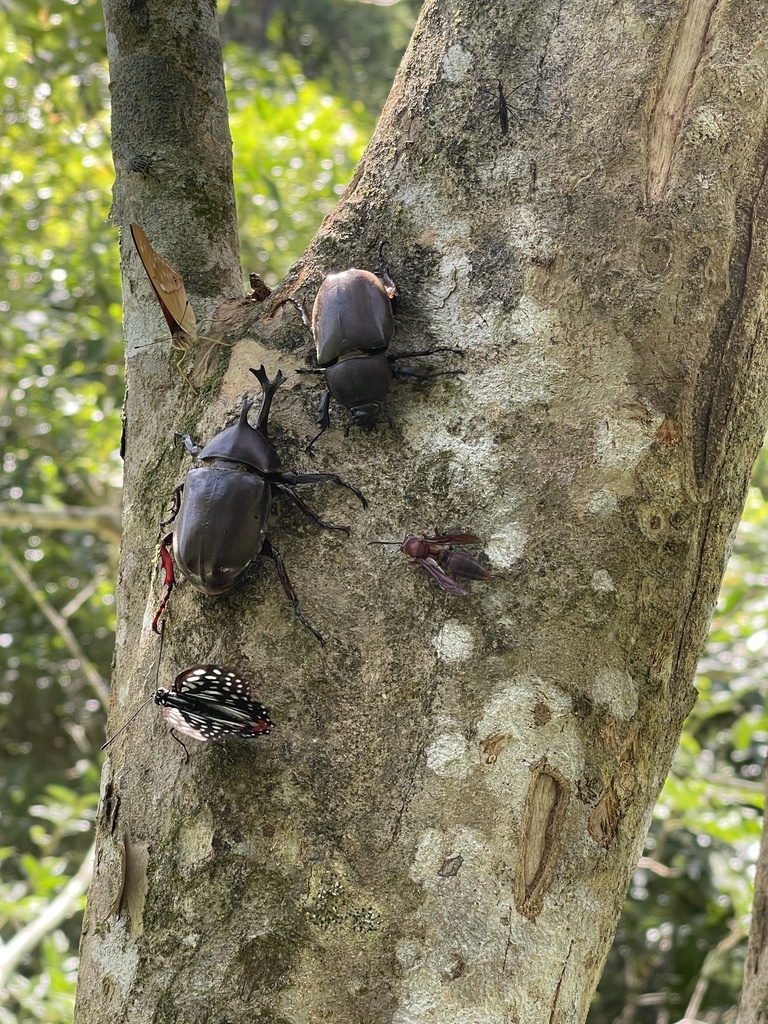 Trypoxylus dichotomus tsunobosonis from 臺灣島, 新店區, NWT, TW on July 5 ...