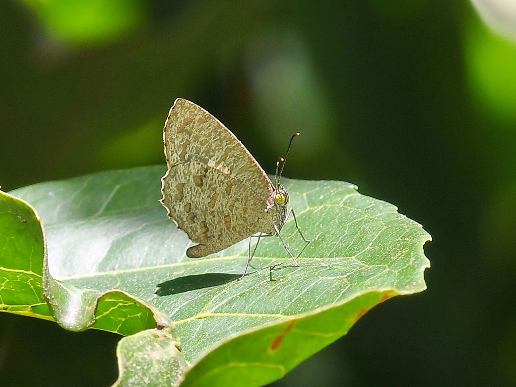 Allotinus from Ormoc, Leyte, Philippines on September 17, 2023 at 07:18 ...