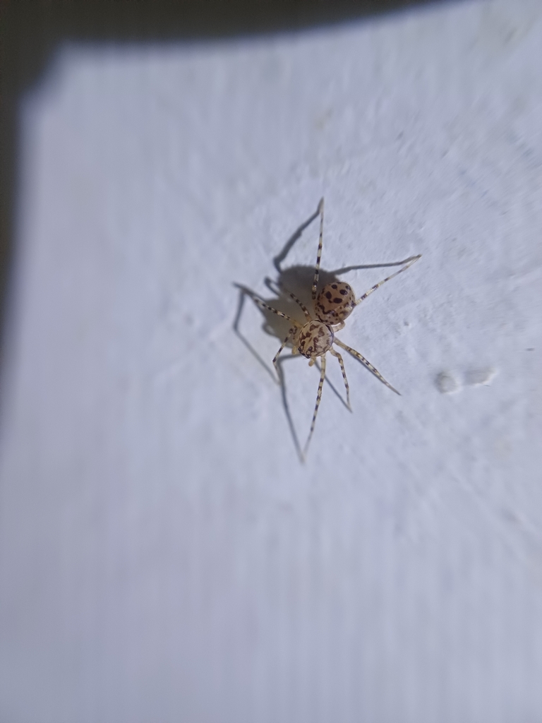 Common Spitting Spider from 98057 Milazzo ME, Italia on September 16 ...