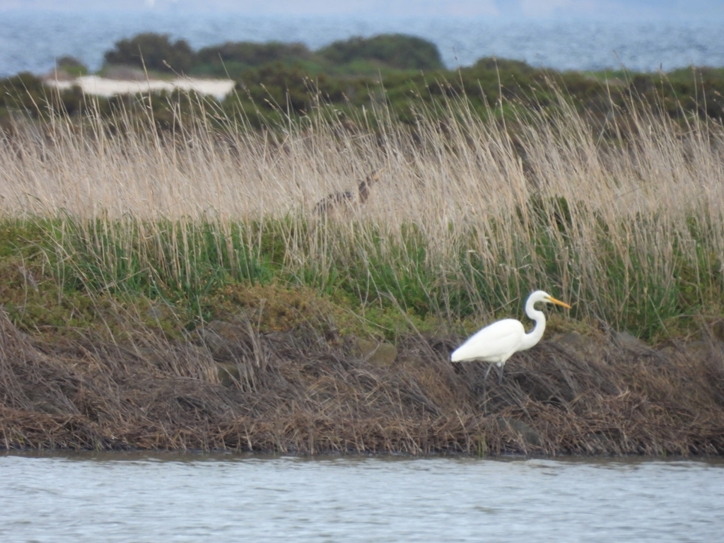 Australasian Bittern from Point Wilson VIC 3212, Australia on September ...