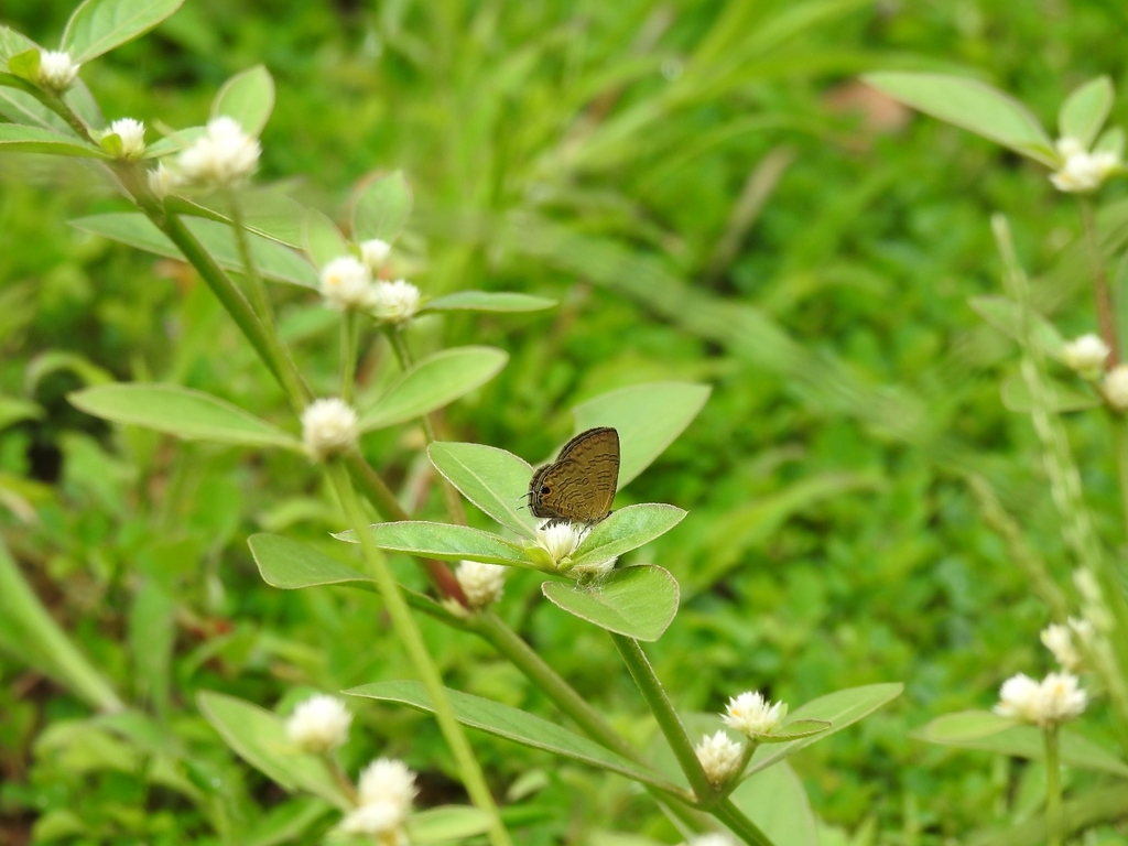 Common Line Blue from Bela, Kerala, India on September 17, 2023 at 07: ...