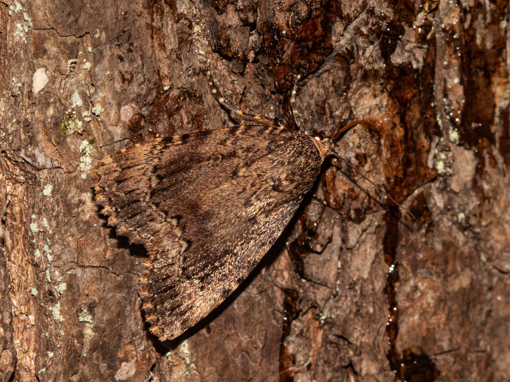 American Copper Underwing from Anne Arundel County, MD, USA on ...