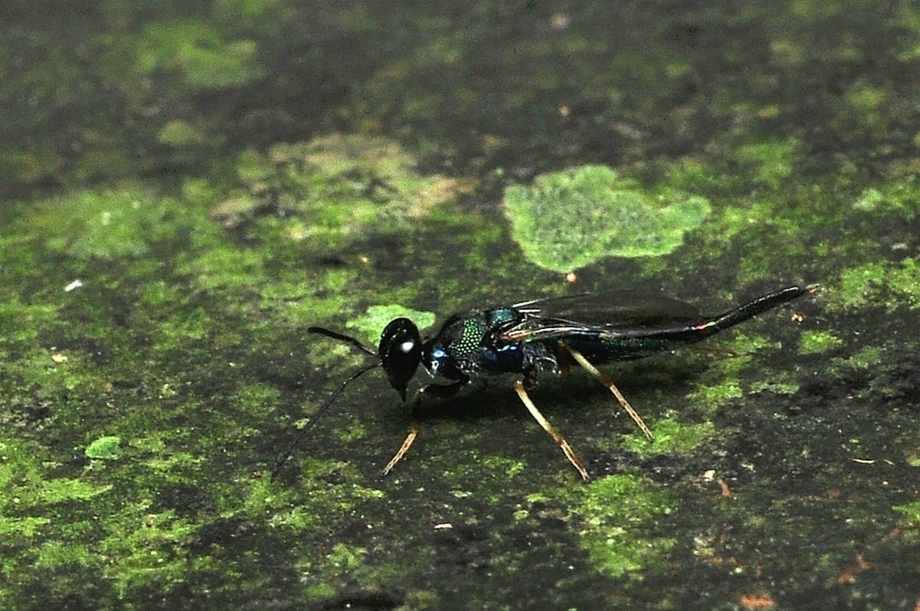 Balcha in September 2023 by 邱仲良 · iNaturalist