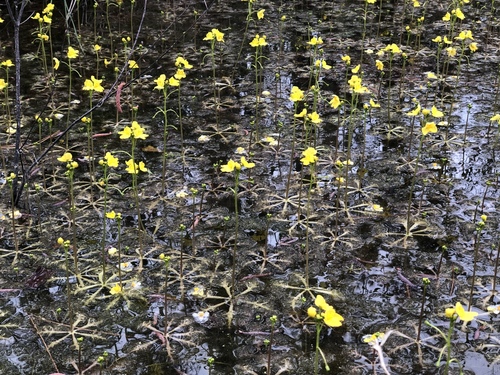 Utricularia Inflata Swollen Bladderwort Go Botany