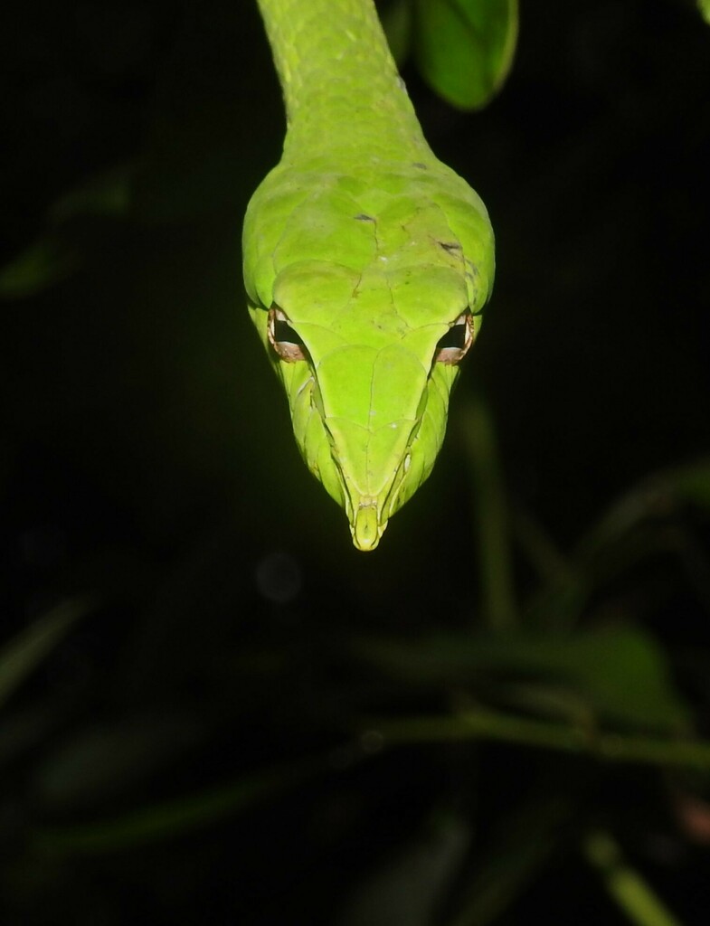 Indian Vine Snake from CEC BNHS, Goregaon, Mumbai, Maharashtra, India ...
